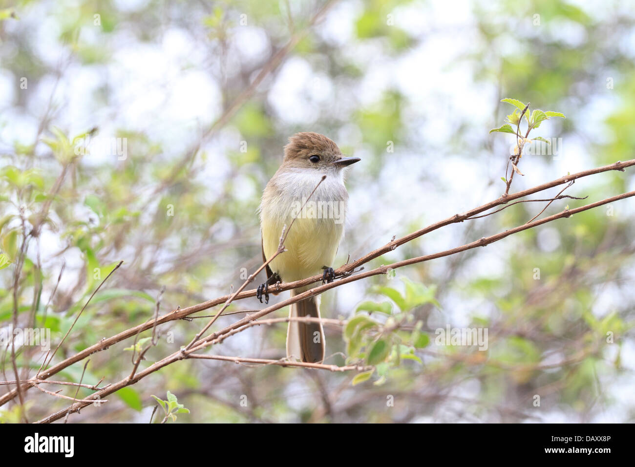 Larg billed hi-res stock photography and images - Alamy
