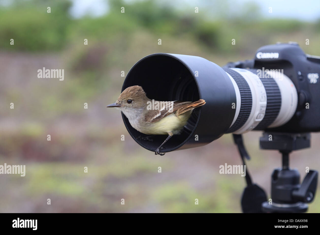 Galapagos Flycatcher, Myiarchus magnirostris, Large-billed Flycatcher ...