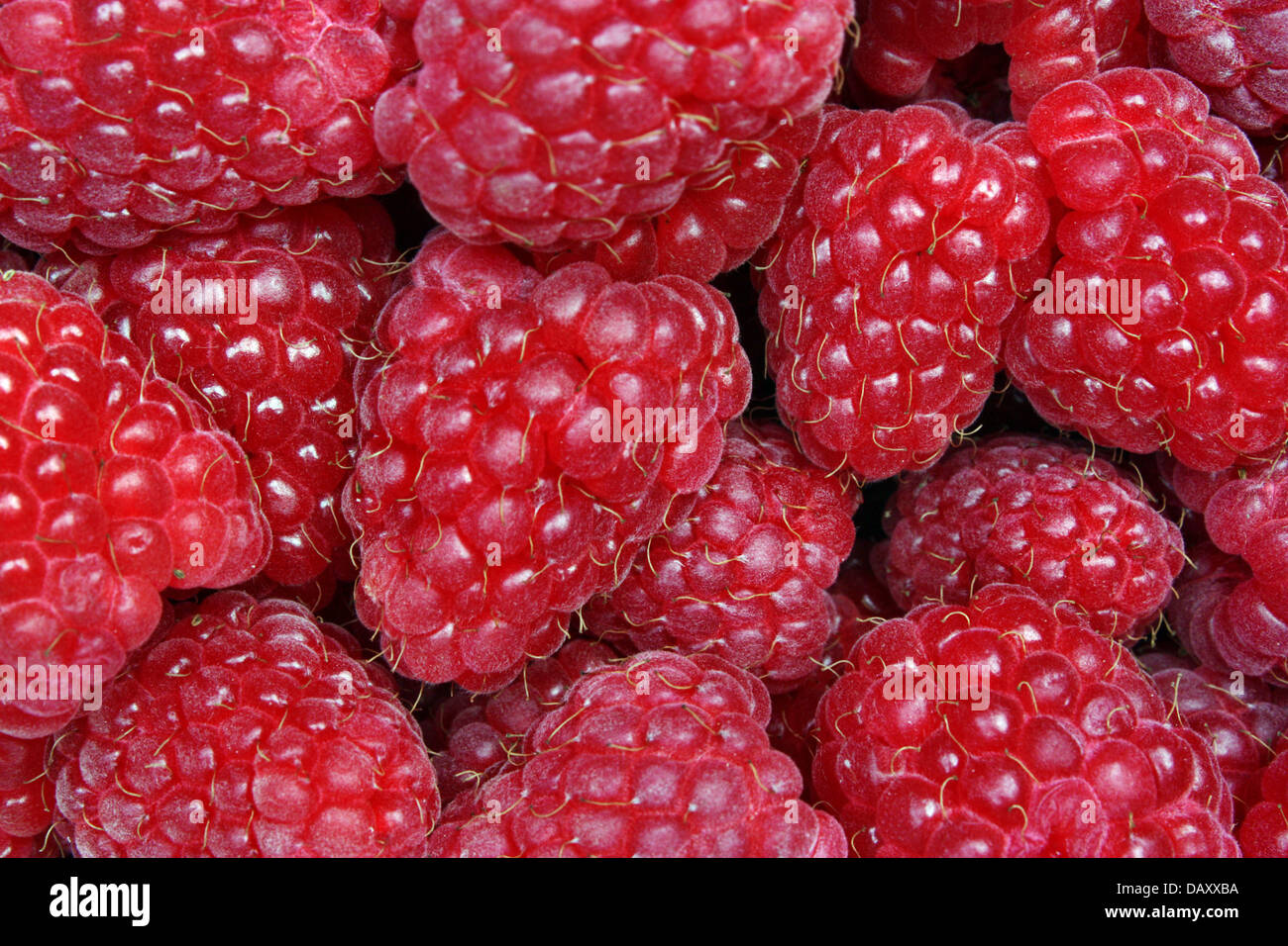 raspberries red entree dessert jam color summer raspberry fruit snack ...