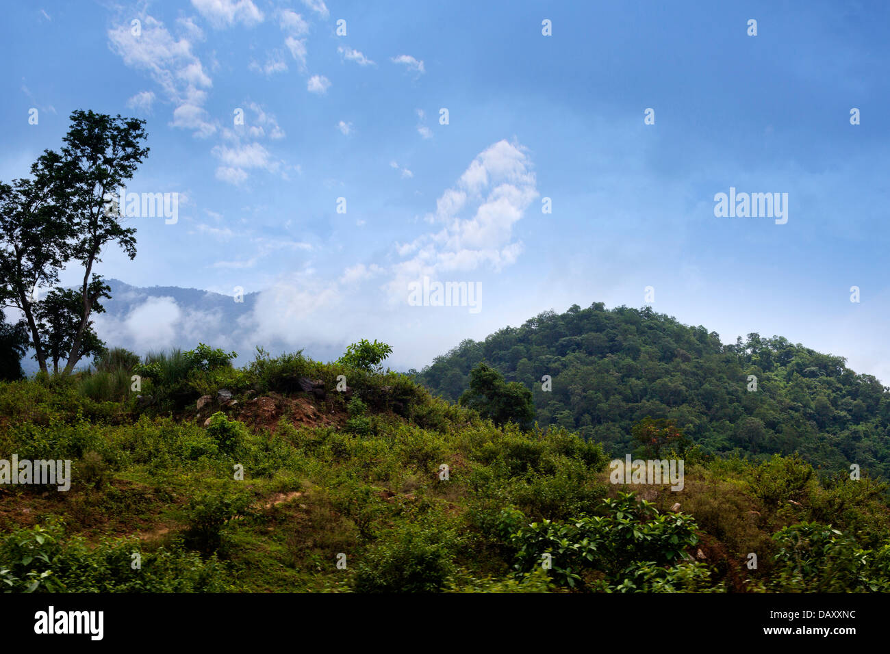 Trees in a forest, Borra Caves, Ananthagiri Hills, Araku Valley ...
