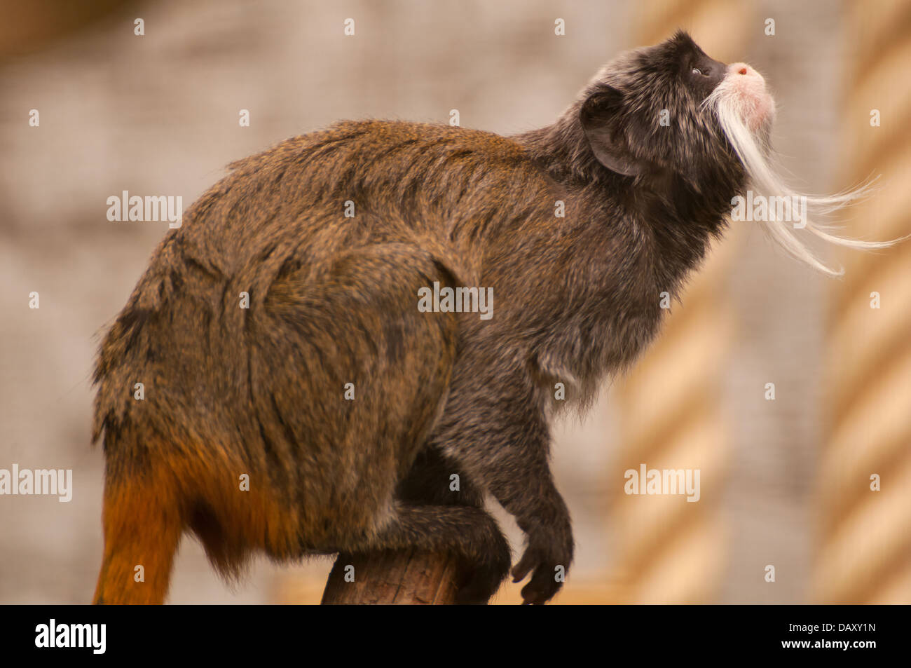 Soo animal hi-res stock photography and images - Alamy