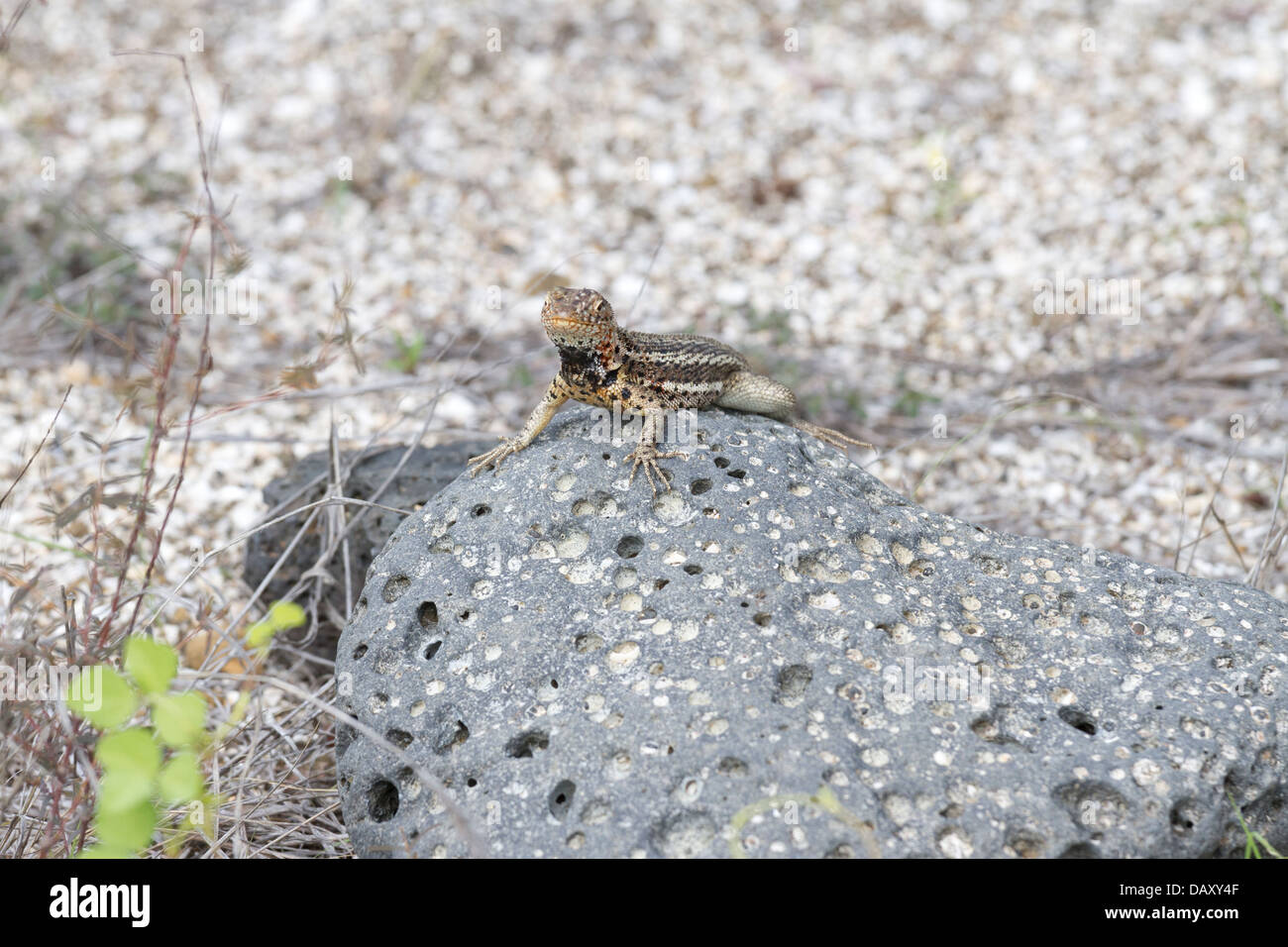 Galapagos Lava Lizard, Microlophus, Puerto Egas, Santiago Island ...