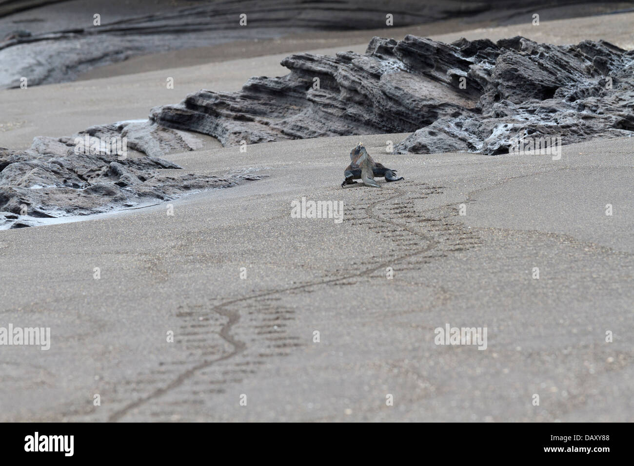 Tracks of a Marine Iguana, Amblyrhynchus cristatus, Puerto Egas ...