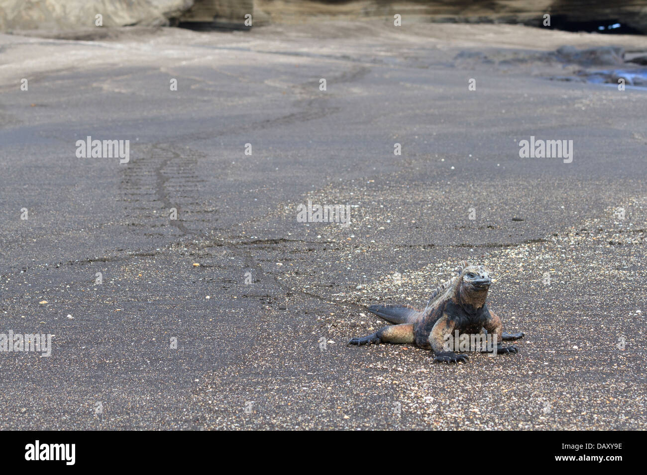 Tracks of a Marine Iguana, Amblyrhynchus cristatus, Puerto Egas ...