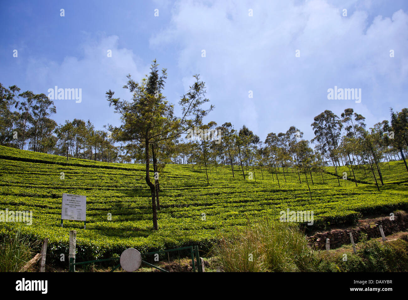 Trees in a field, Munnar, Idukki, Kerala, India, Kerala, India Stock ...