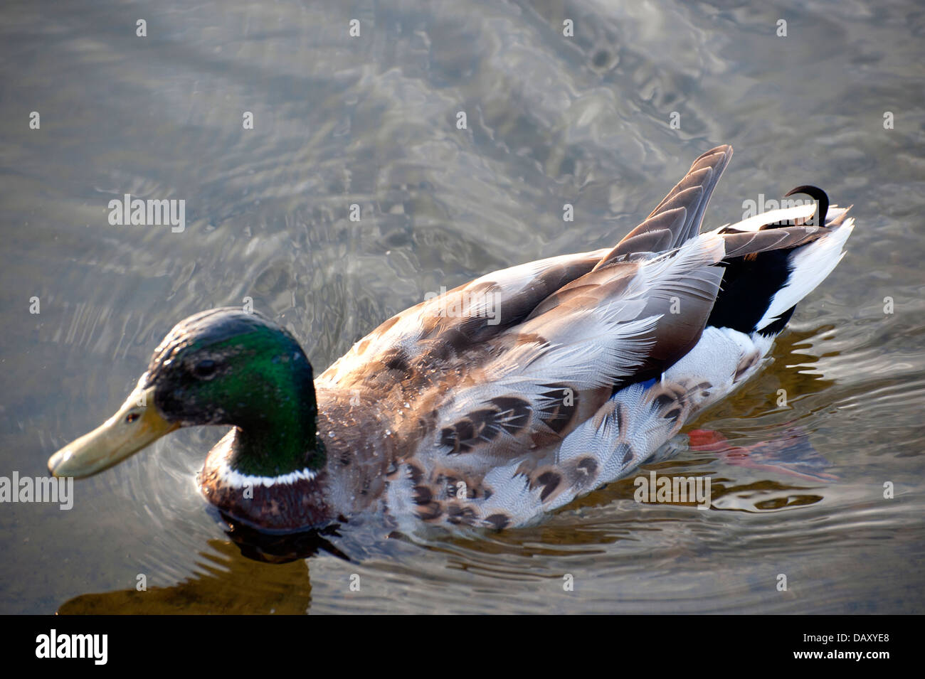 single closeups of mallard duck floating on water and various shots on ...