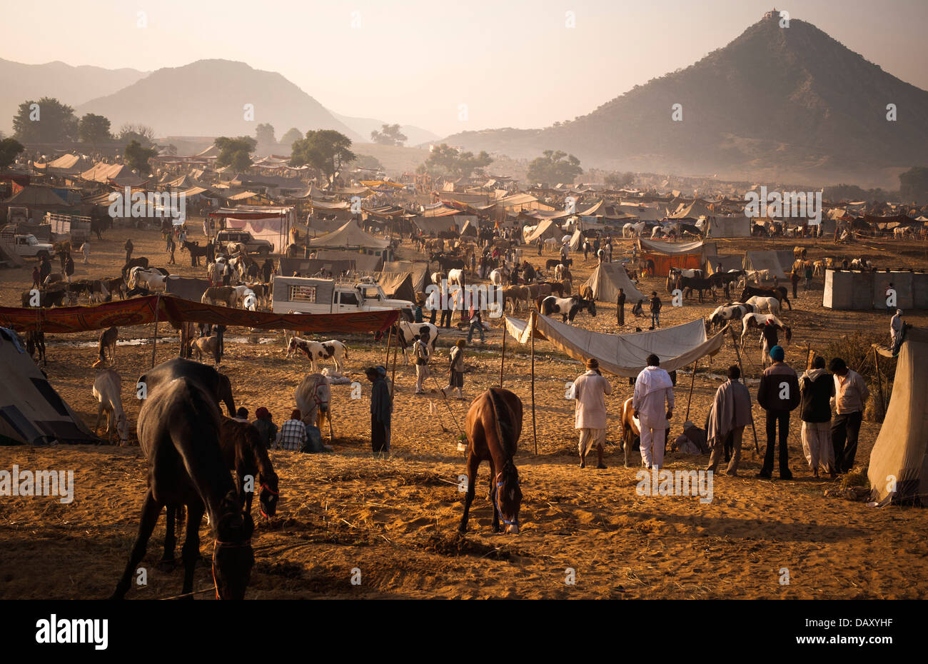 Pushkar Camel Fair, Pushkar, Ajmer, Rajasthan, India Stock Photo - Alamy