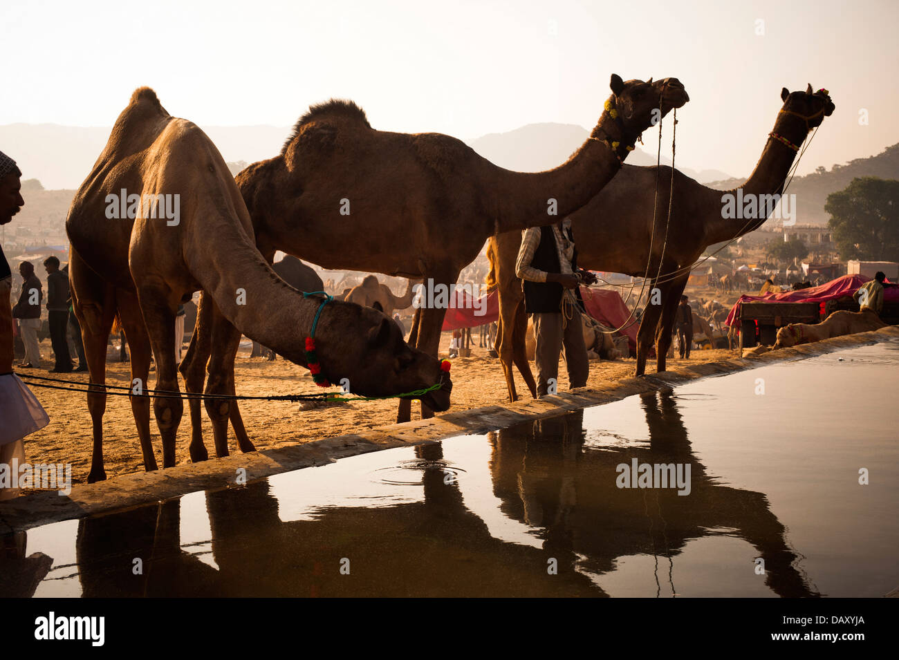 Camels drinking water from a trough, Pushkar Camel Fair, Pushkar, Ajmer ...