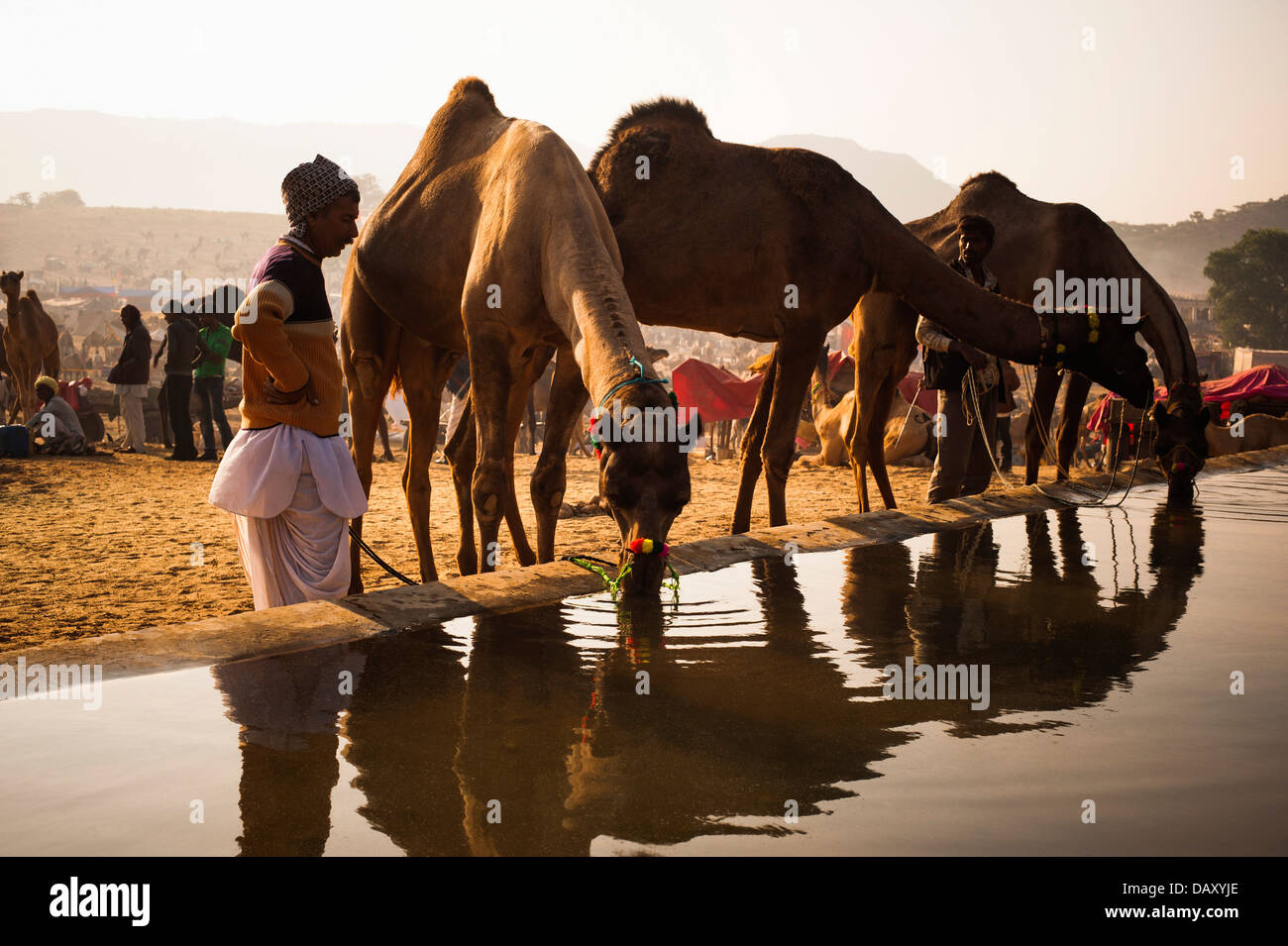 Animal Drinking Trough Stock Photos & Animal Drinking Trough Stock ...