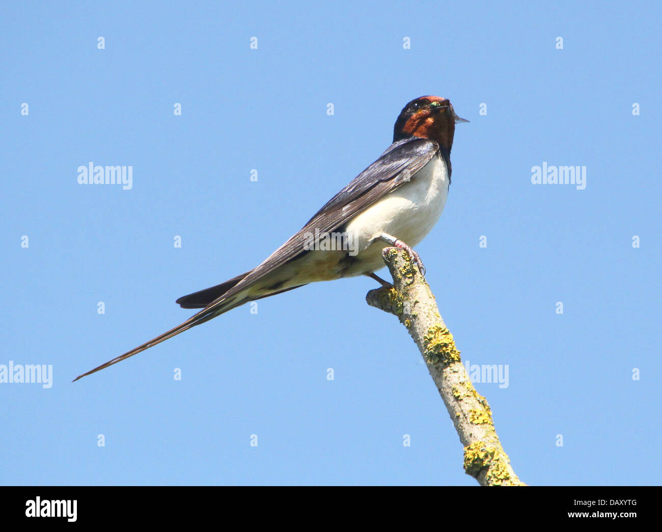 Detailed close up of a Barn swallow (Hirundo rustica) posing Stock ...