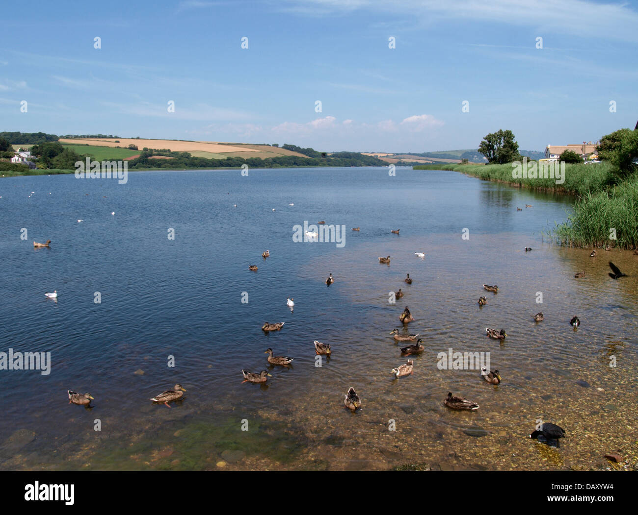 Slapton ley, devon hi-res stock photography and images - Alamy