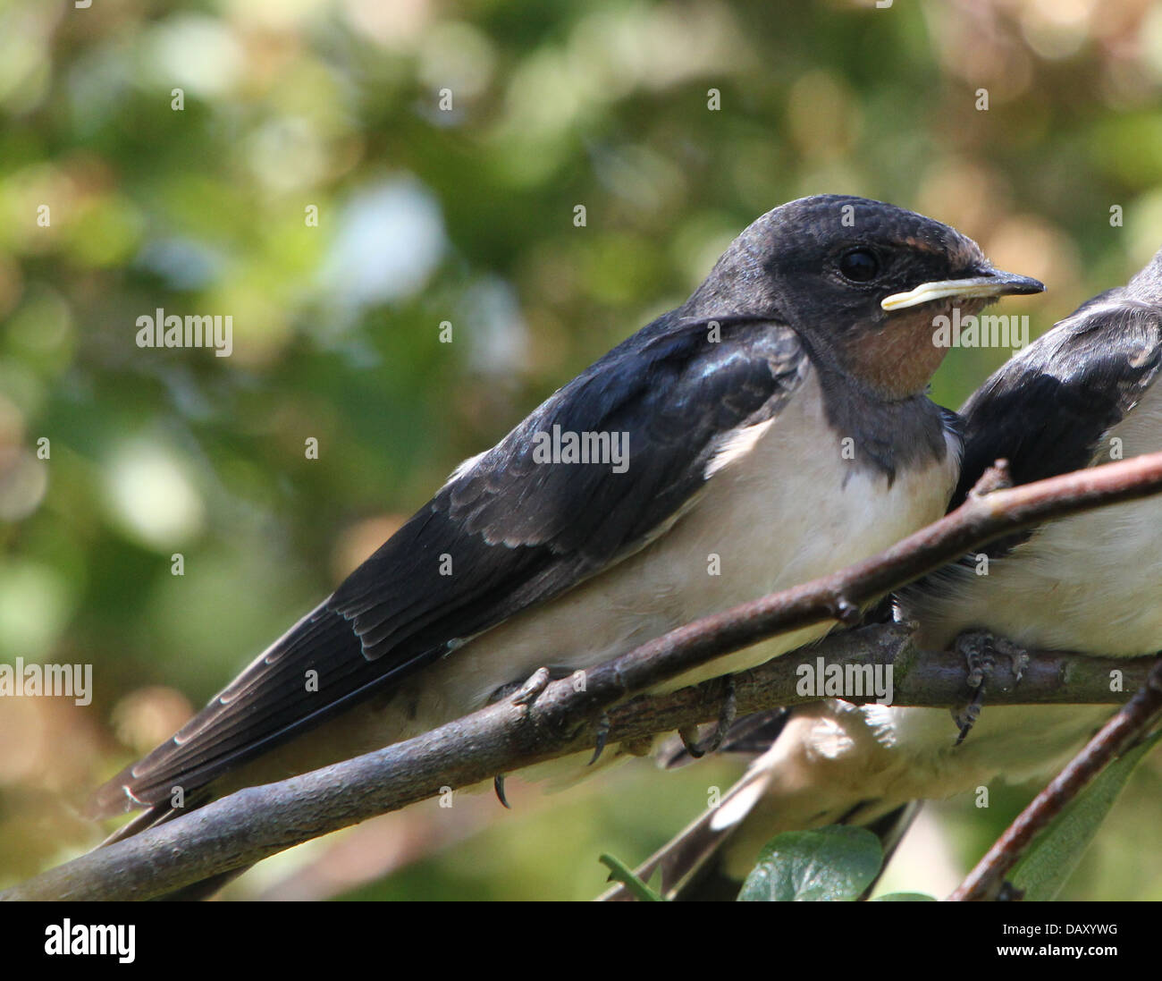 Detailed close up of a juvenile Barn swallow (Hirundo rustica) posing ...