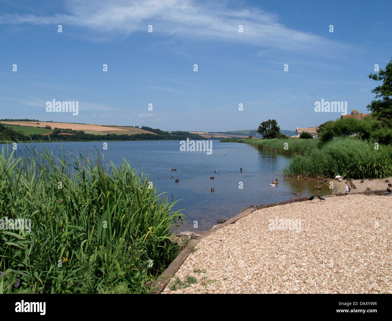 Slapton Ley nature reserve, Devon, UK 2013 Stock Photo - Alamy