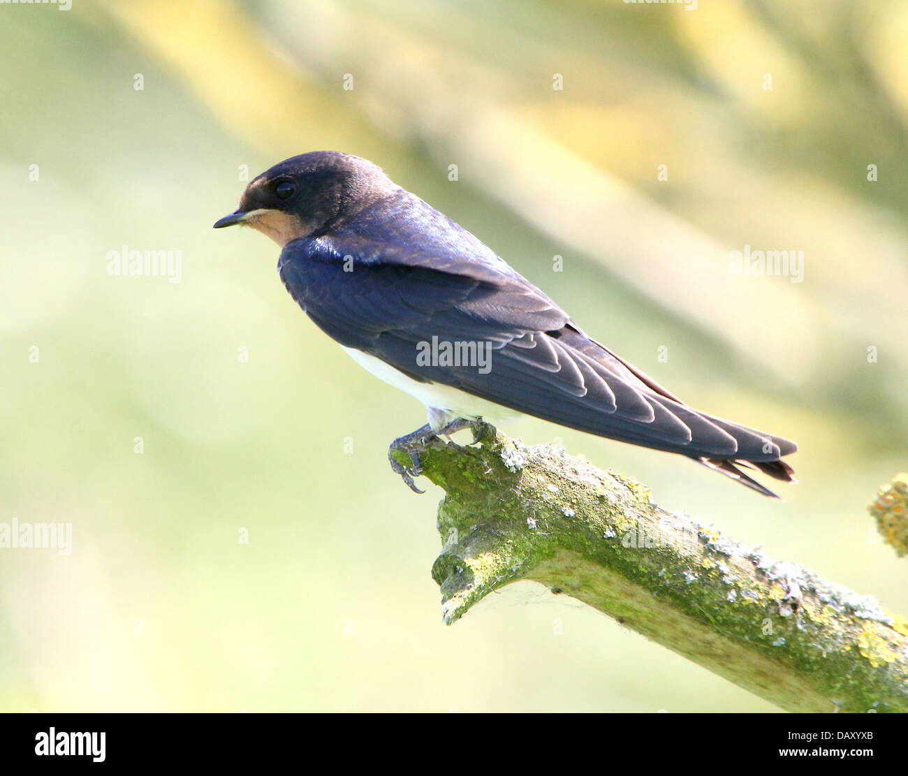 Hirundo rustica hi-res stock photography and images - Alamy