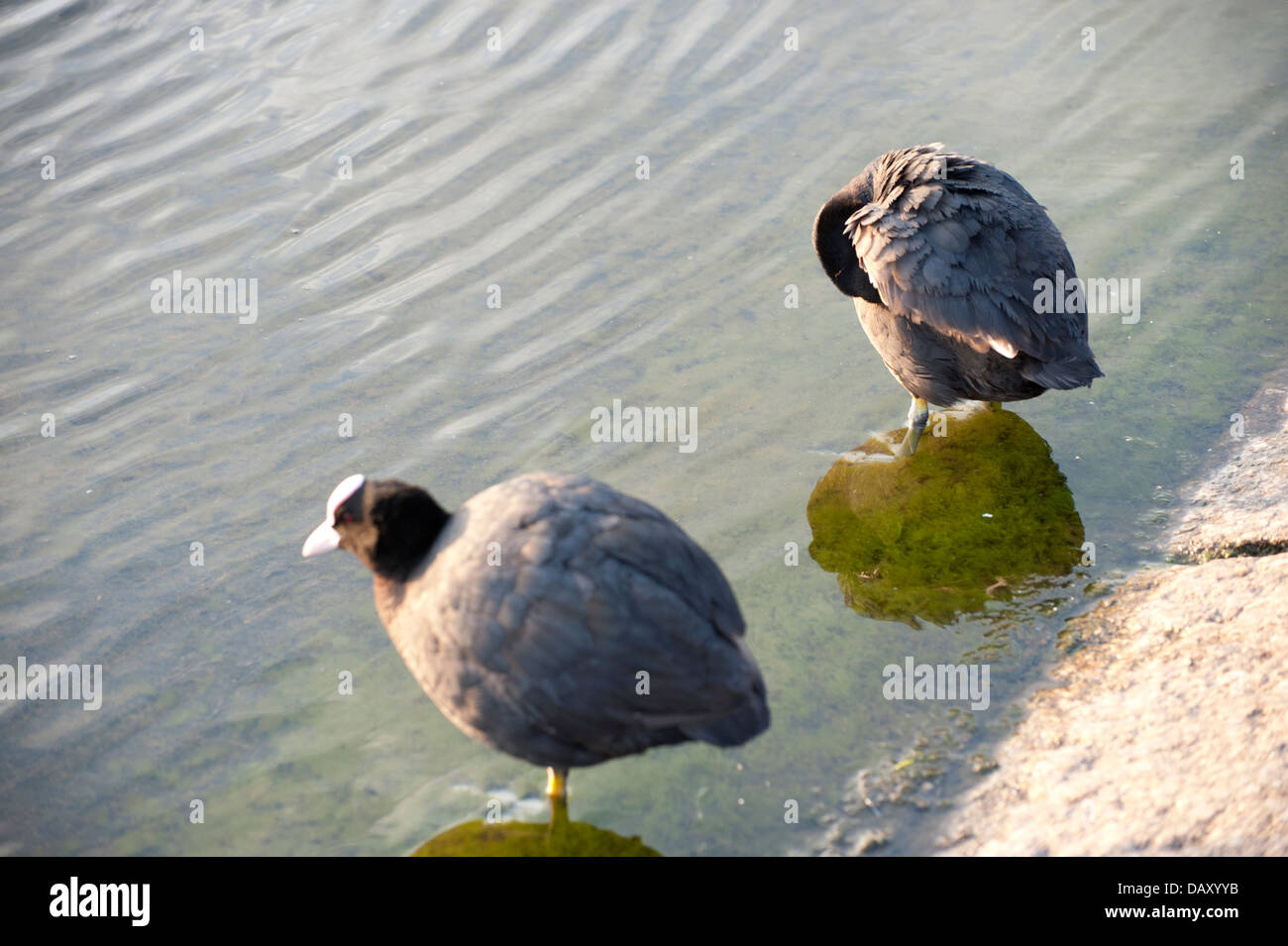 juvenile coot standing in water closeup and a pair of coots standing in ...