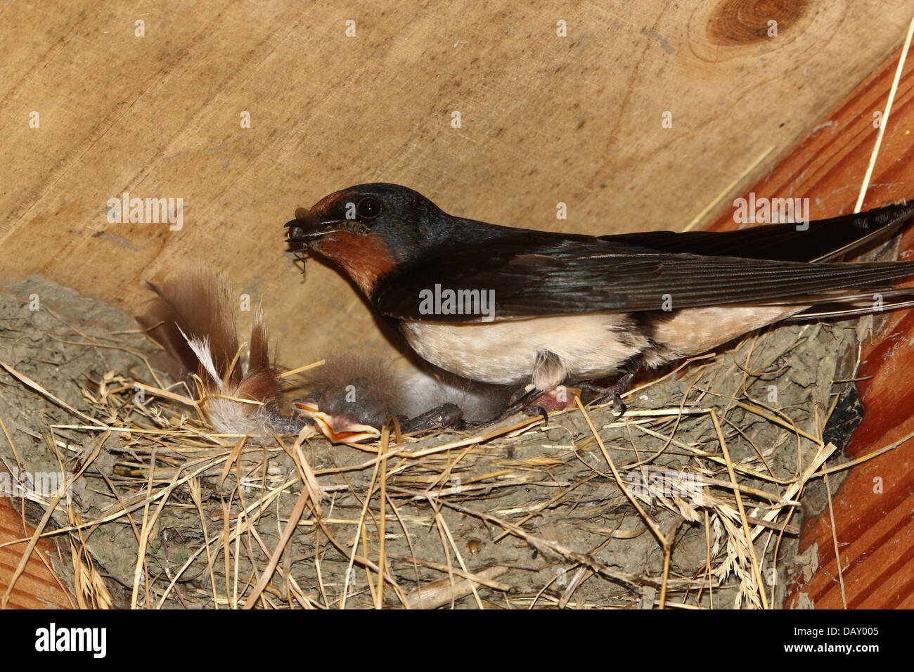 Barn swallow feeding a fledgling hi-res stock photography and images ...