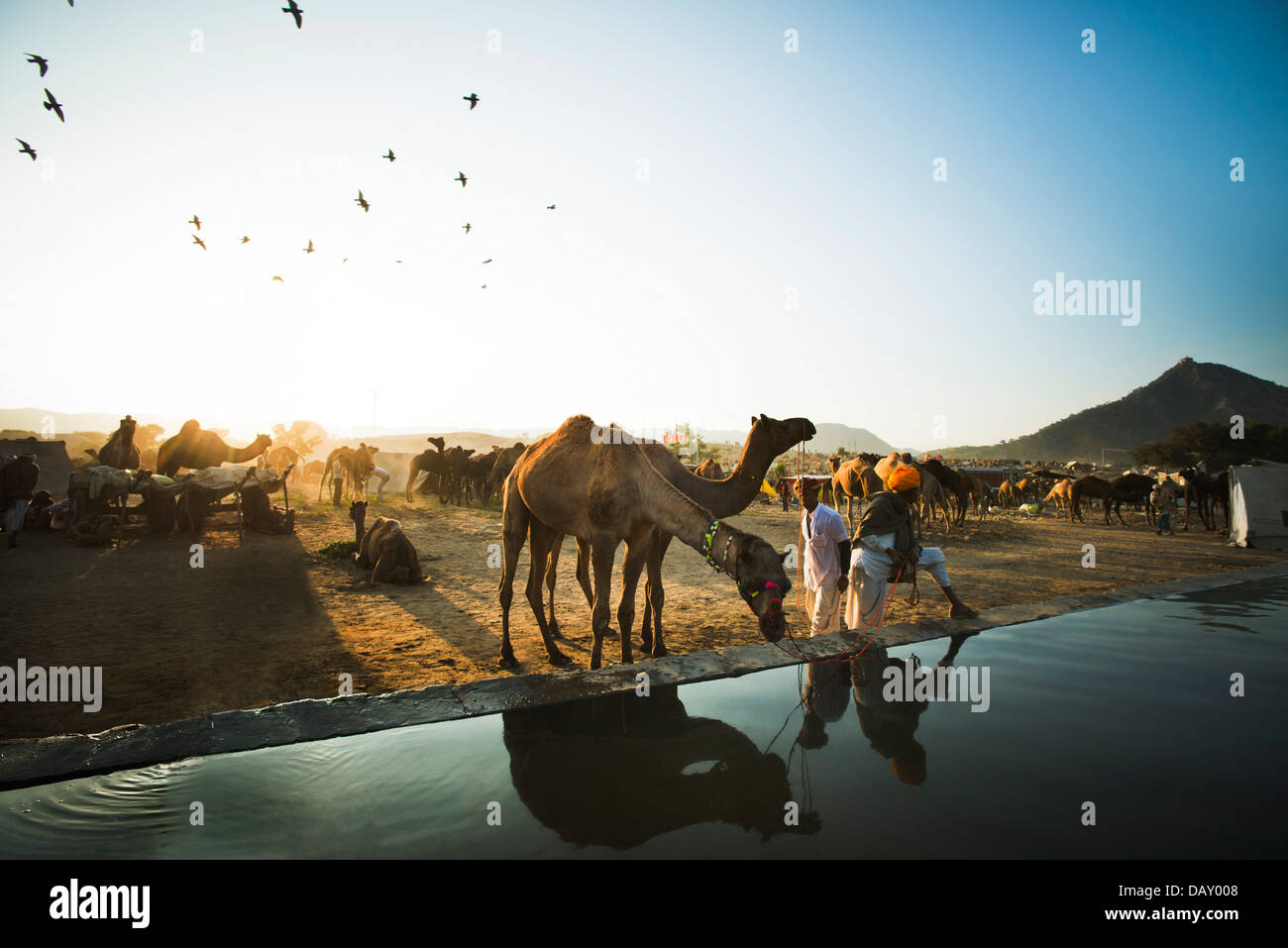Camel drinking water from a trough, Pushkar Camel Fair, Pushkar, Ajmer ...