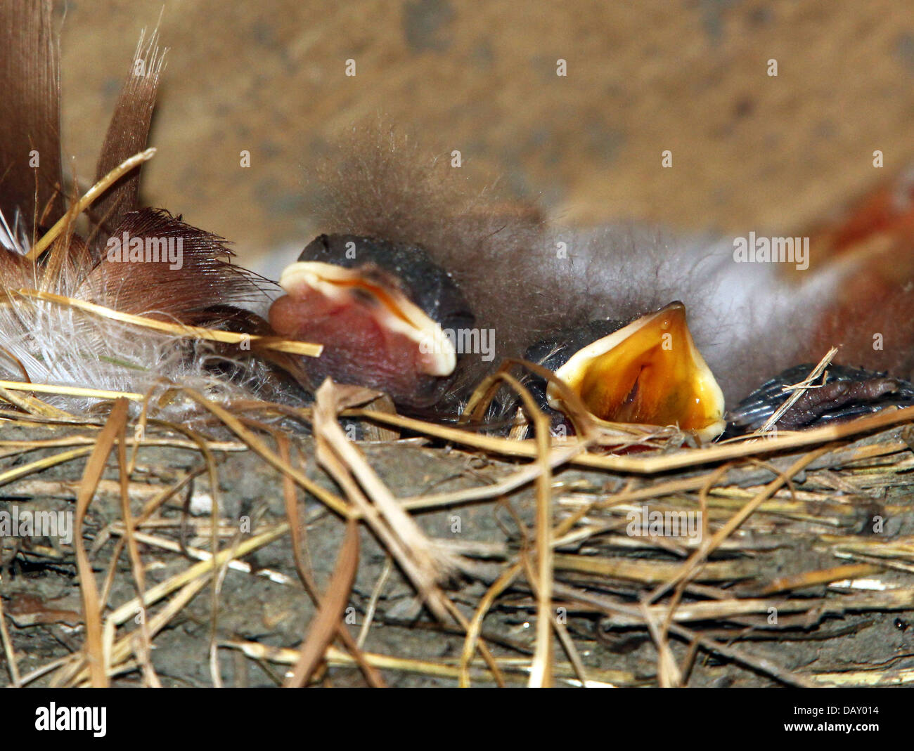 Hirundo rustica egg hi-res stock photography and images - Alamy