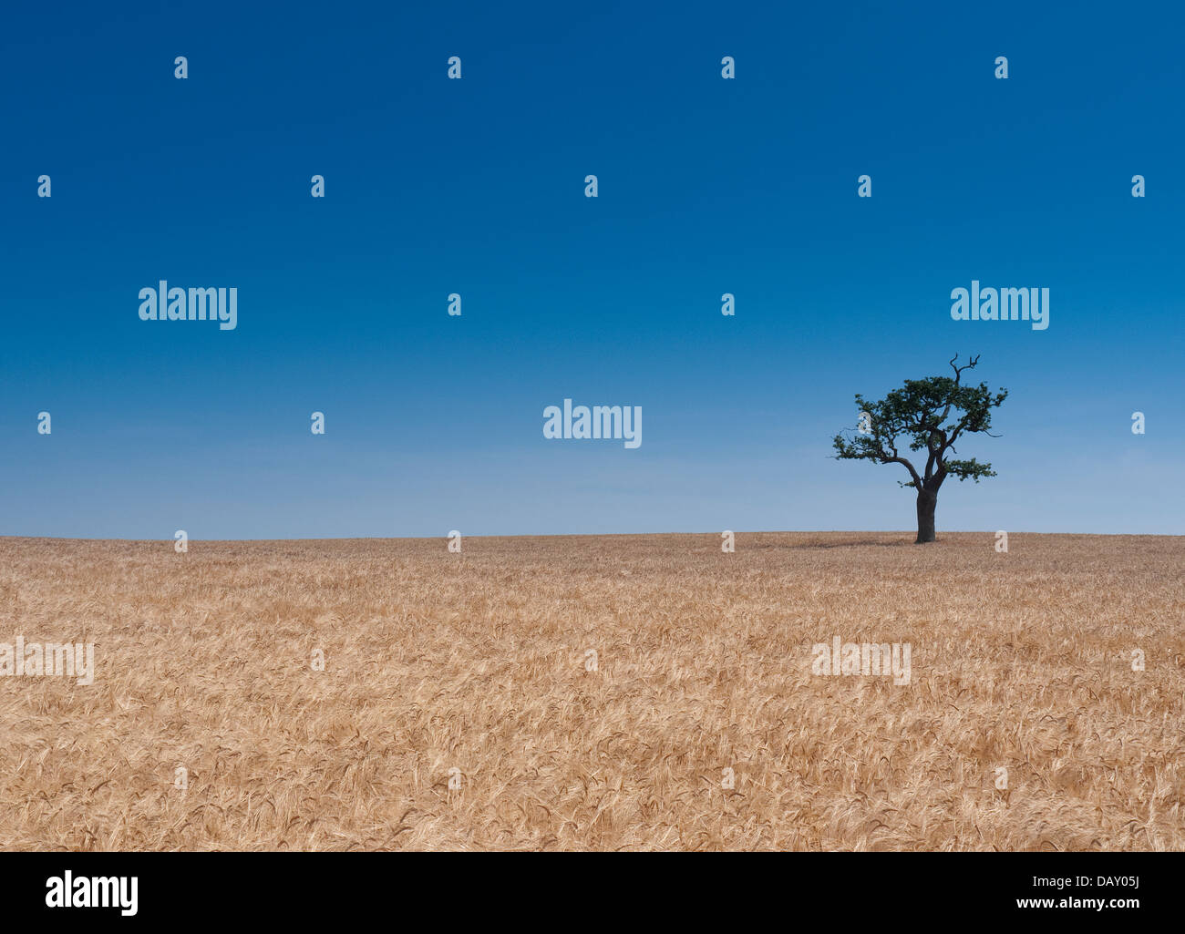 Tree in open field hi-res stock photography and images - Alamy