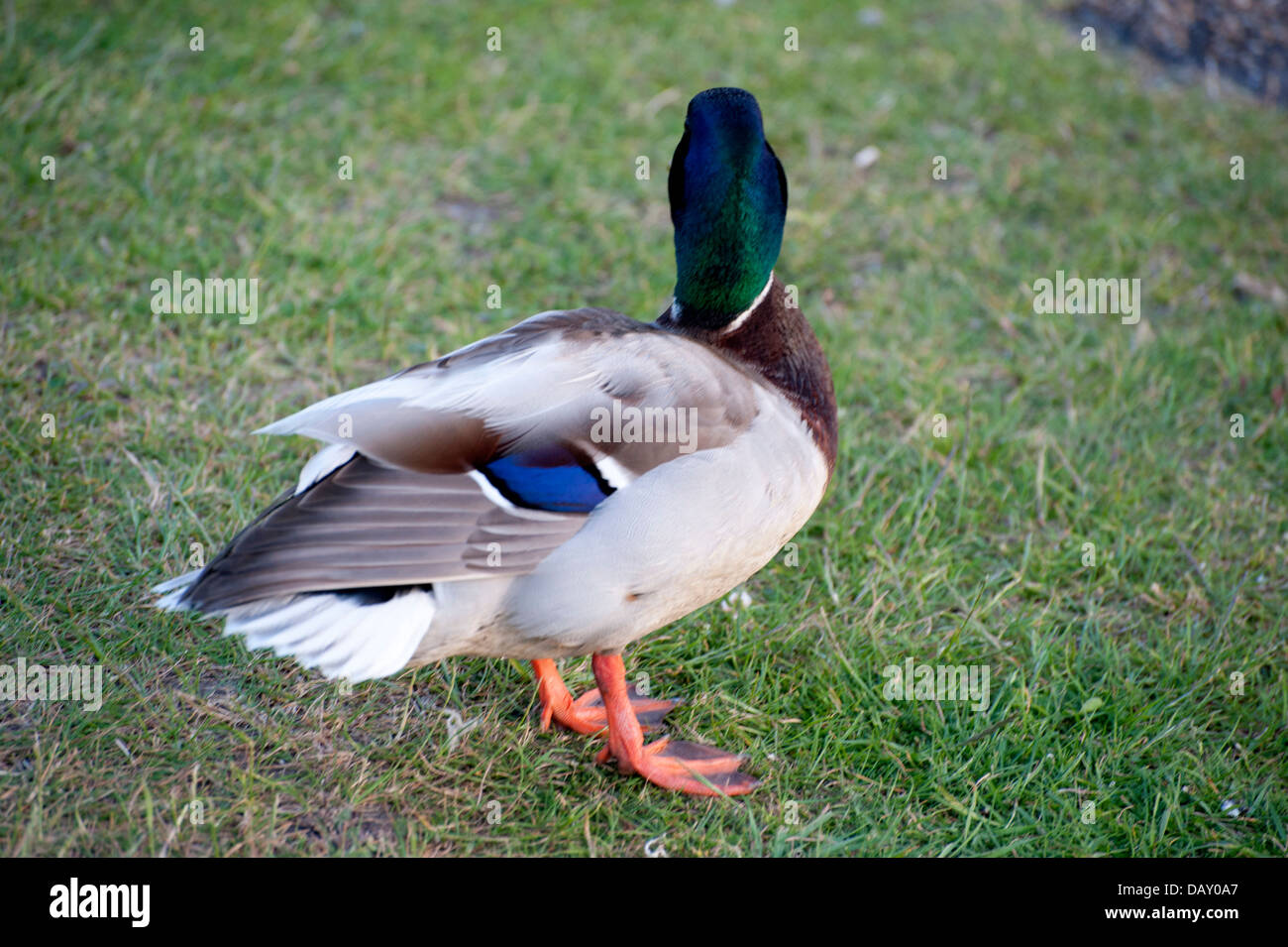 various angles of single mallard duck on grass closeups Stock Photo - Alamy