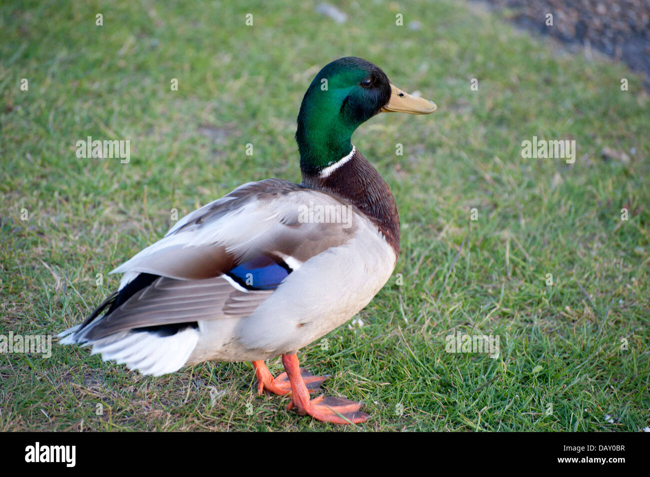 various angles of single mallard duck on grass closeups Stock Photo - Alamy