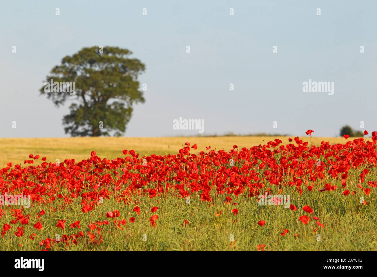 Poppies and tree hi-res stock photography and images - Alamy