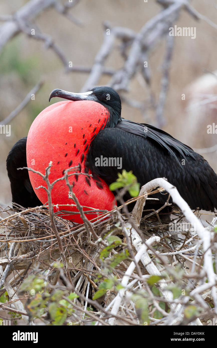 Gular pouch hi-res stock photography and images - Alamy