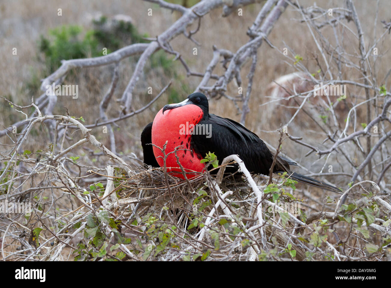 Red Gular Pouch, Frigatebirds, Fregatidae, Fregata, North Seymour ...