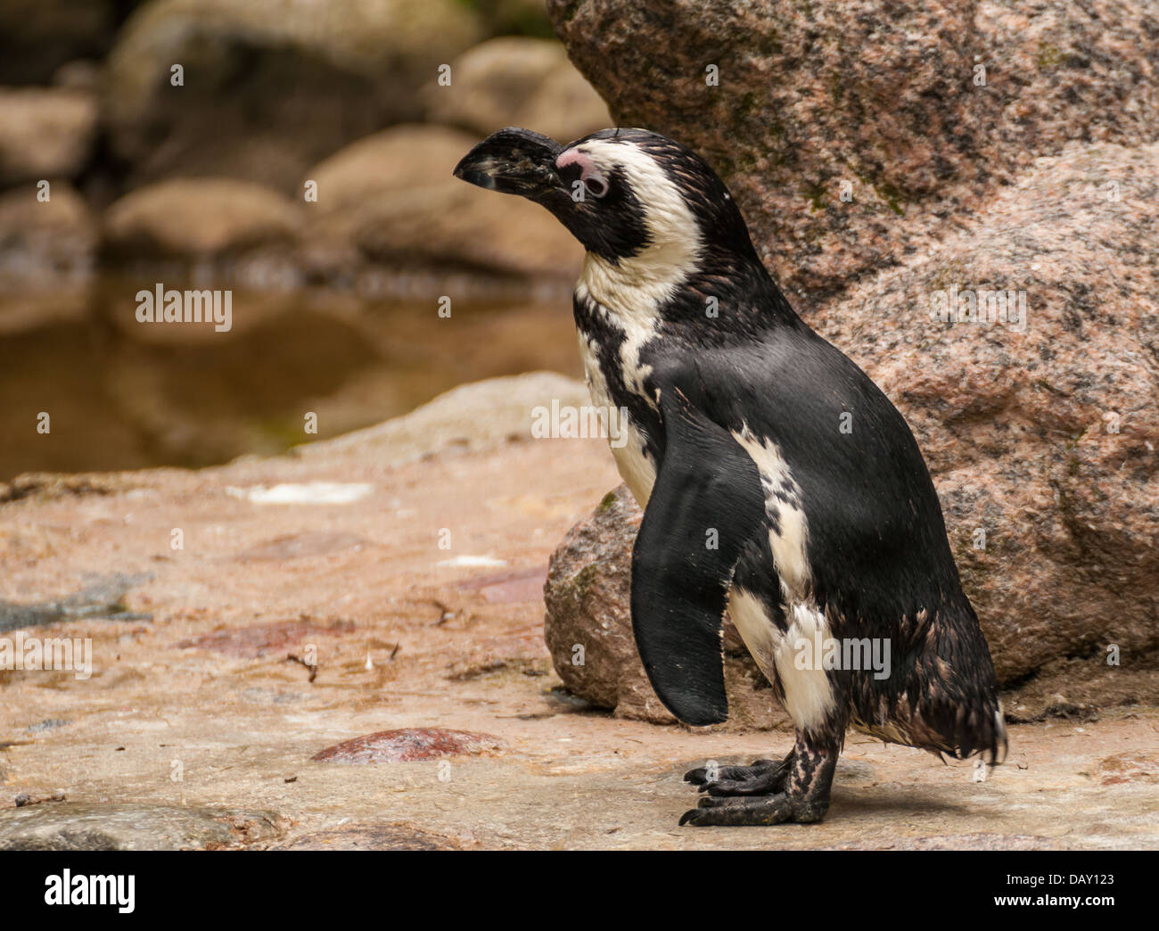 Trapped penguin hi-res stock photography and images - Alamy