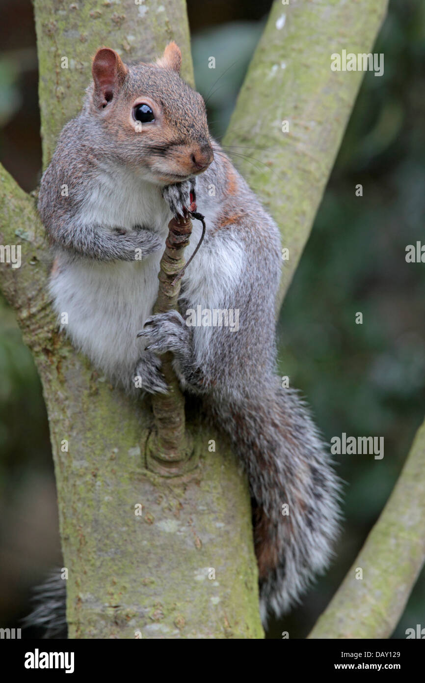Squirrel peanut bird table hi-res stock photography and images - Alamy