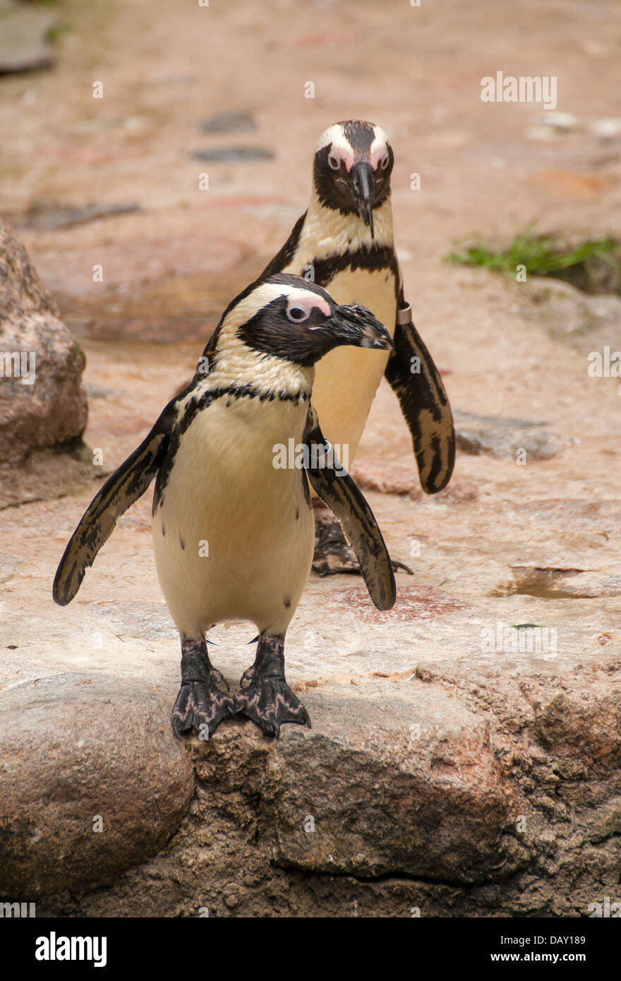 Trapped penguin hi-res stock photography and images - Alamy