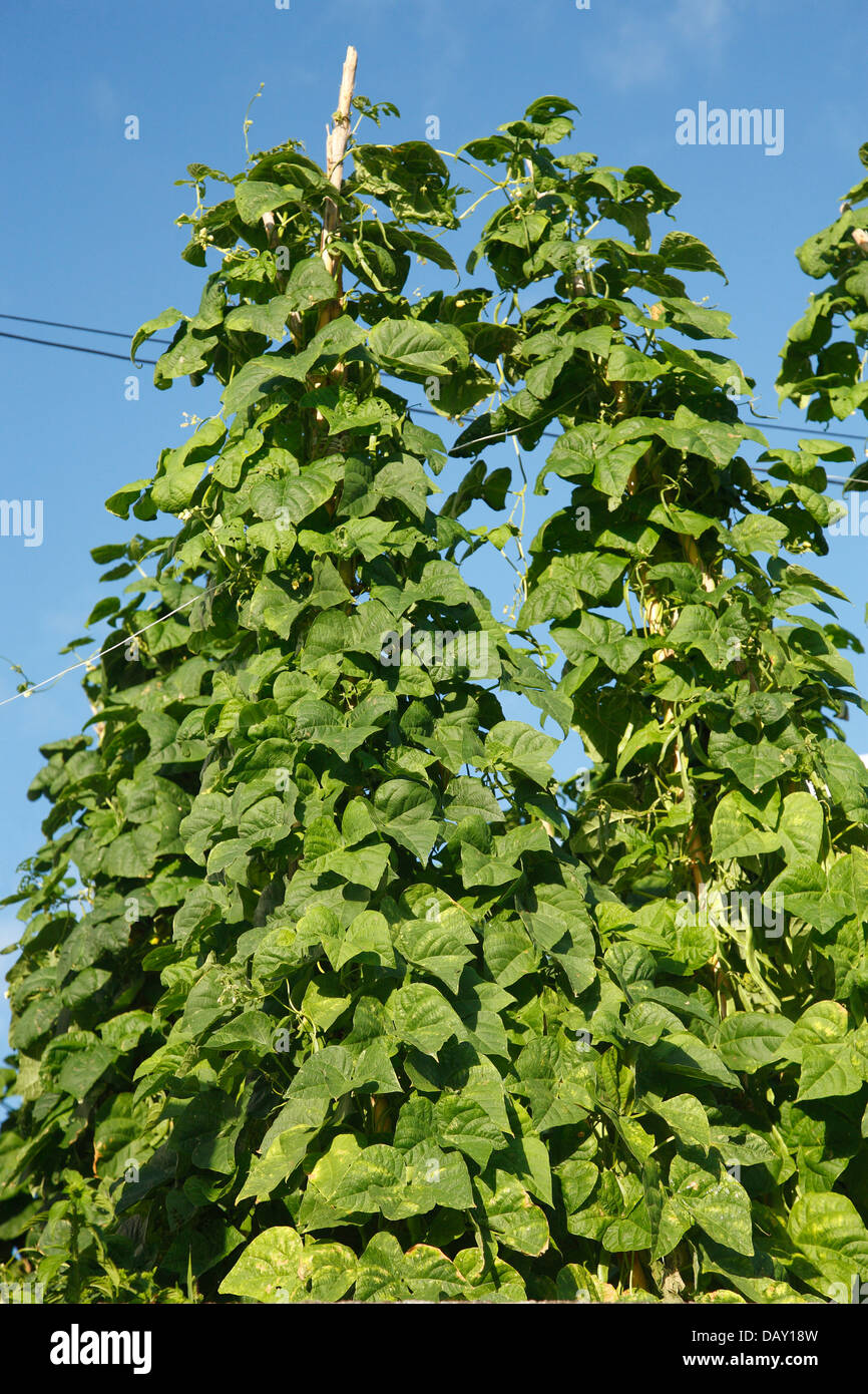 Climbing beans in an organic home garden Stock Photo - Alamy