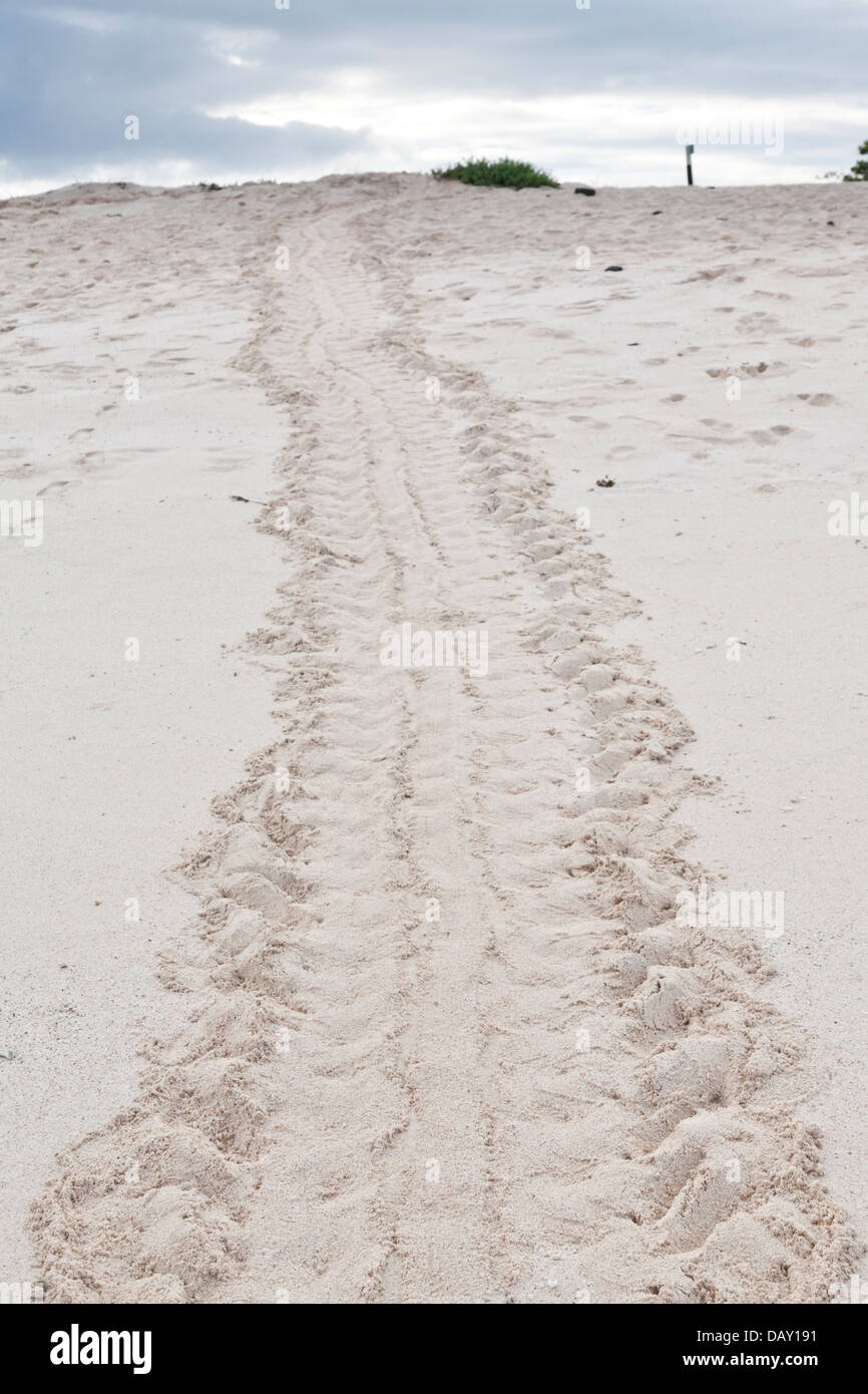 Snapping Turtle Tracks