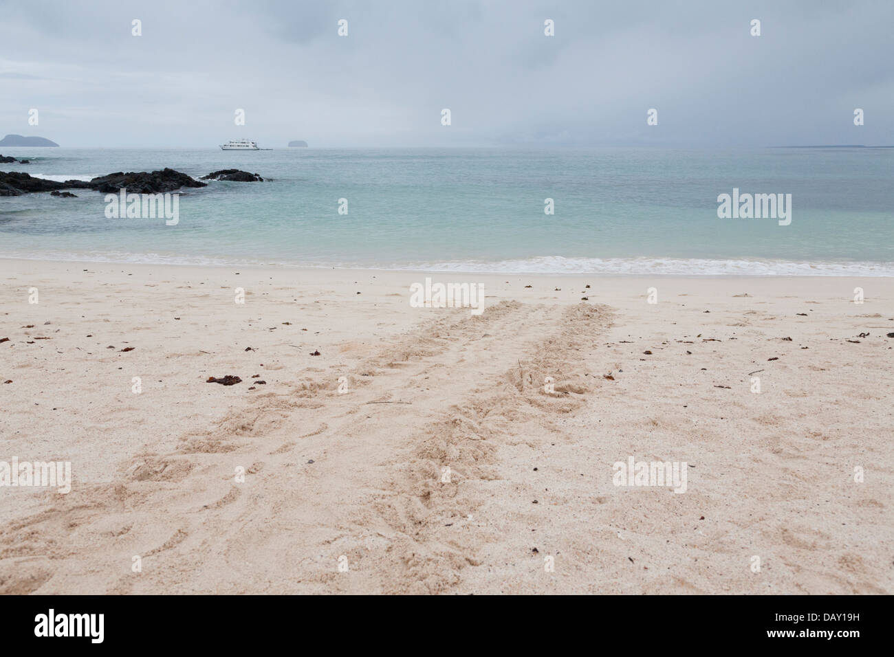 Nesting turtle hi-res stock photography and images - Alamy