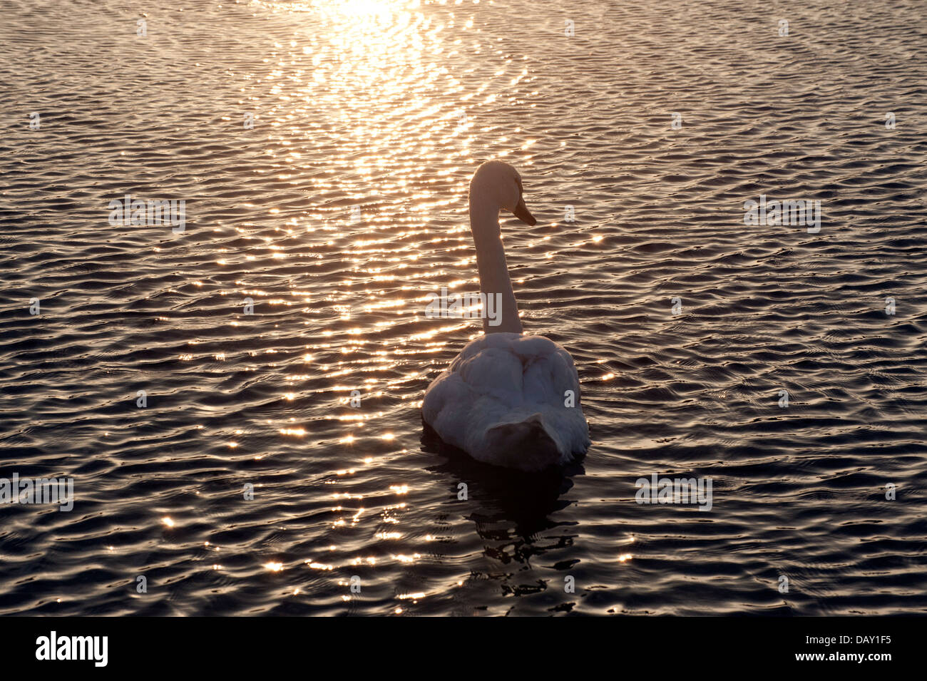 Golden cygnet hi-res stock photography and images - Alamy