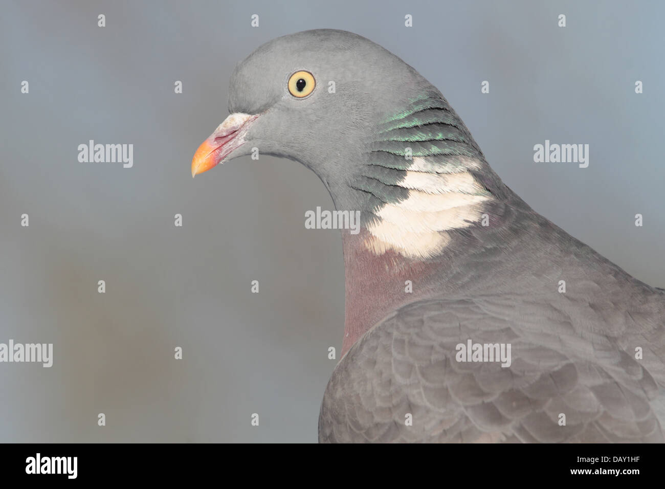 Adult Common Wood Pigeon Columba palumbus Stock Photo - Alamy