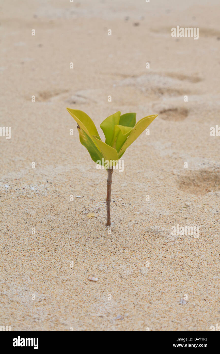 Single Mangrove Plant growing on the beach, Puerto Grande, San ...