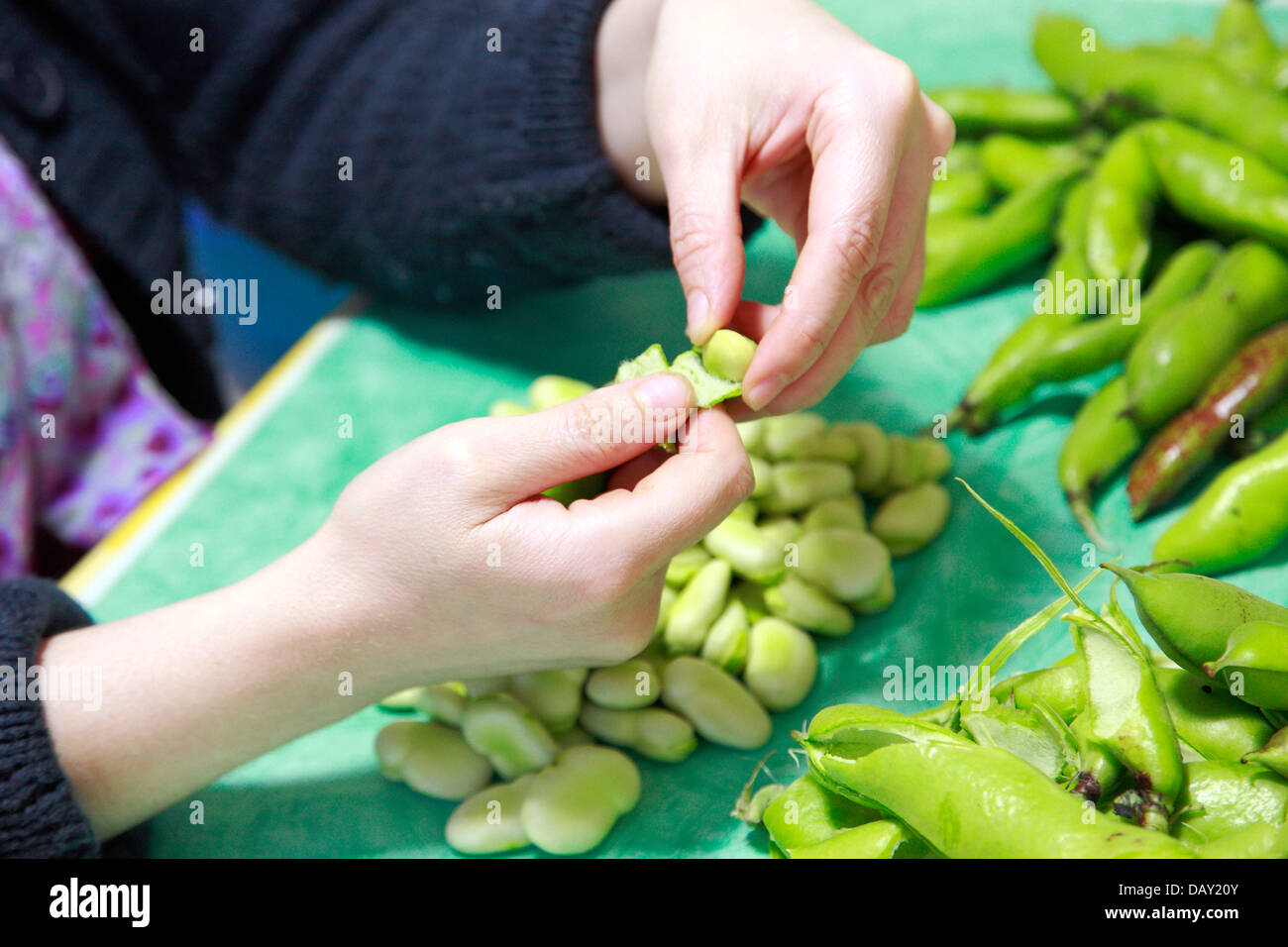 Woman removing fava beans from the pod Stock Photo - Alamy