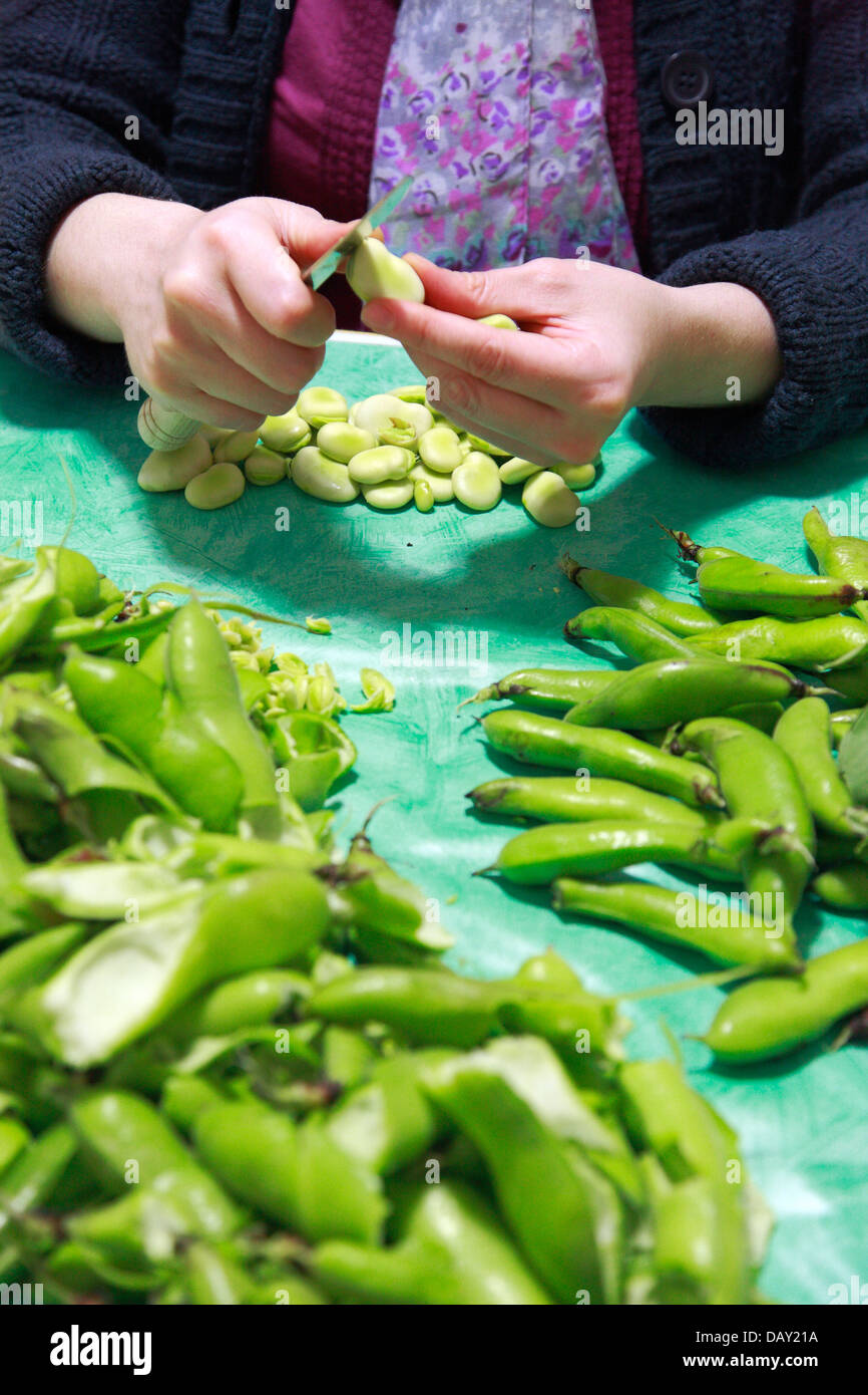 Woman removing fava beans from their pods Stock Photo - Alamy