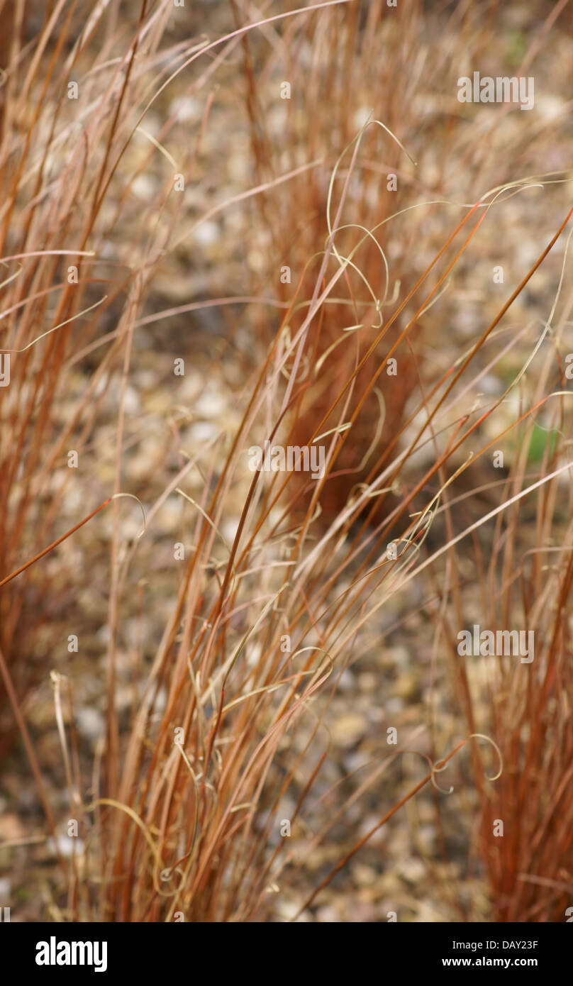 Carex buchananii hi-res stock photography and images - Alamy