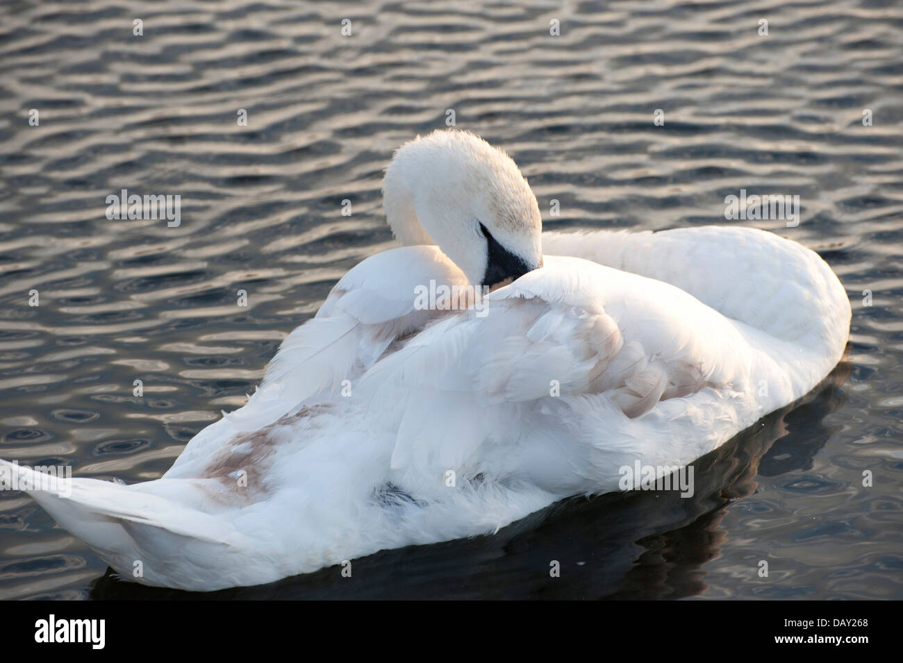 Tucked into wings hi-res stock photography and images - Alamy