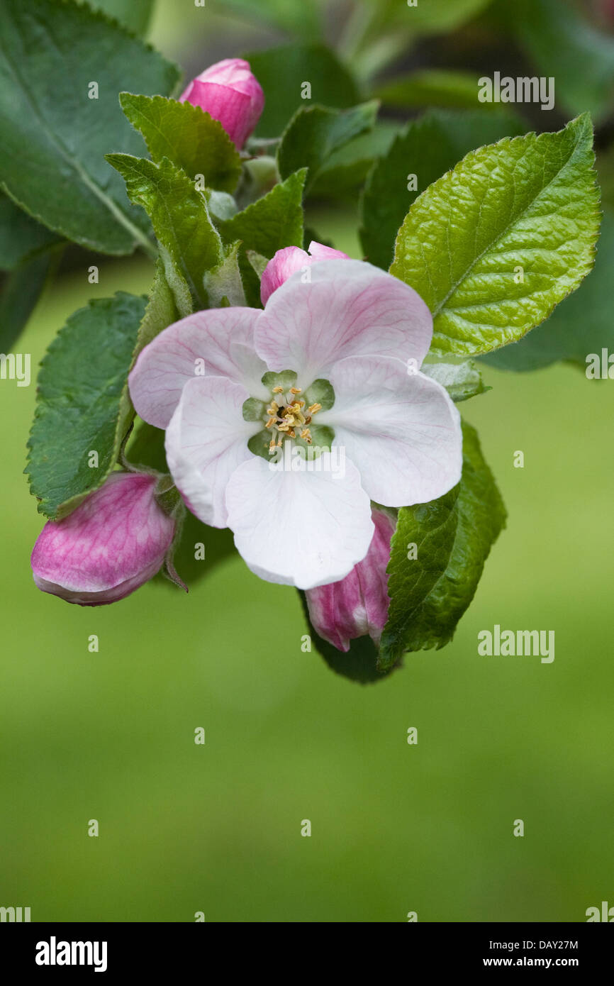 Malus domestica 'Egremont Russet' blossom. Apple blossom in Spring ...