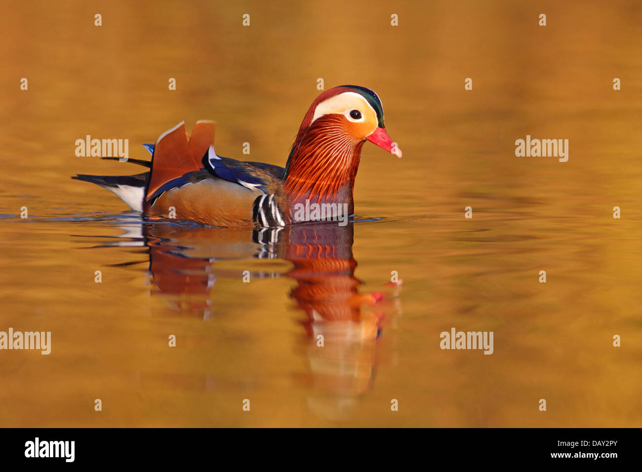 Drake Mandarin Duck on an English lake Stock Photo - Alamy