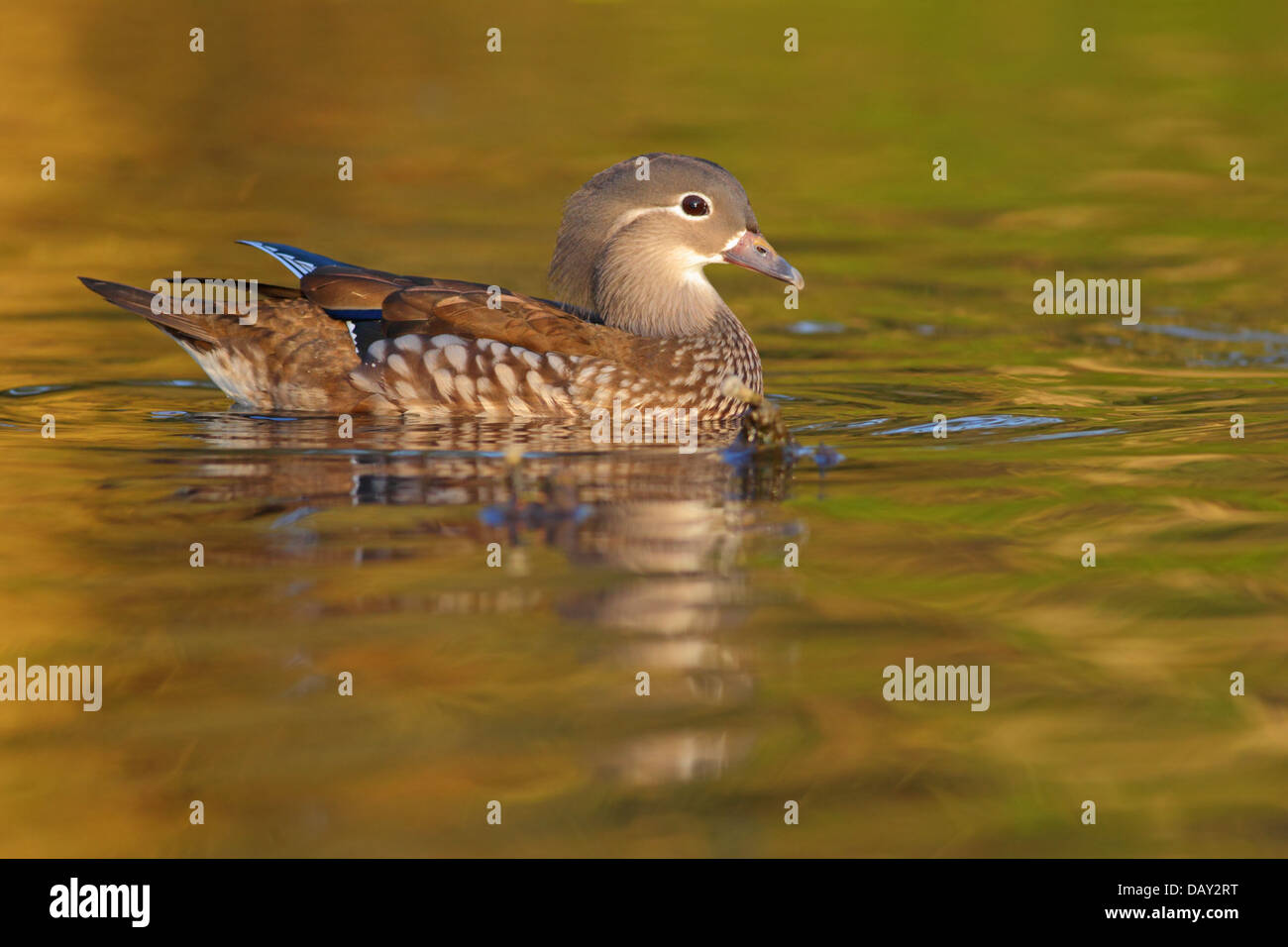 Female mandarin duck hi-res stock photography and images - Alamy