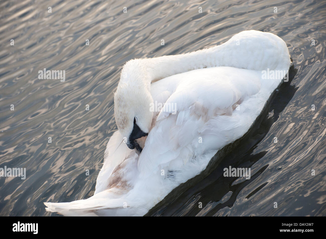 One swan royal swan queens swan sleeping floatinf on lake hi-res stock ...