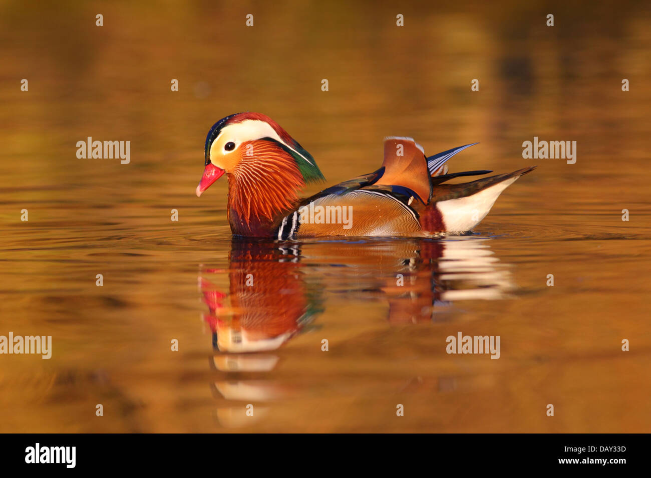 Drake Mandarin Duck on an English lake Stock Photo - Alamy