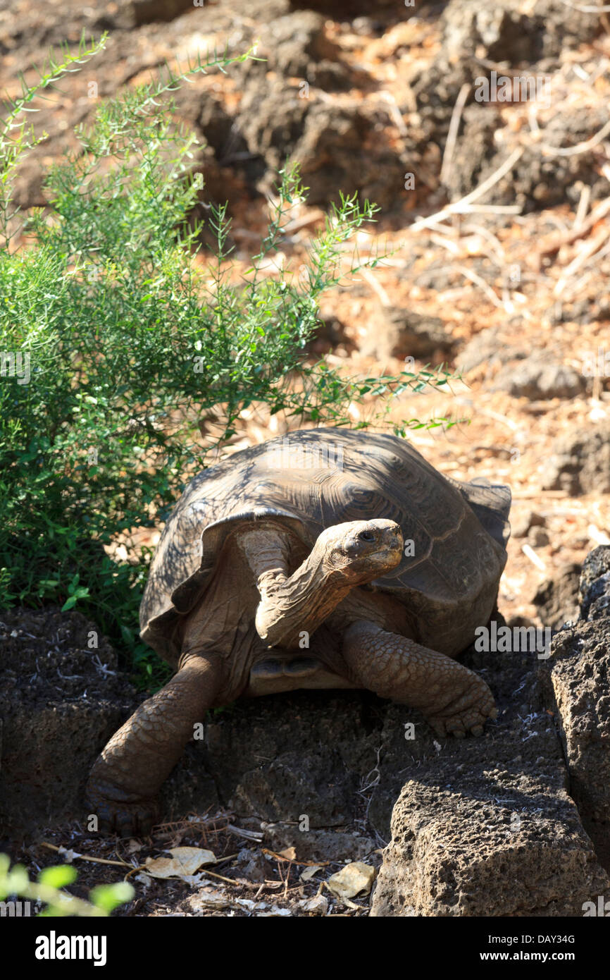 Charles darwin research station giant tortoise hi-res stock photography ...