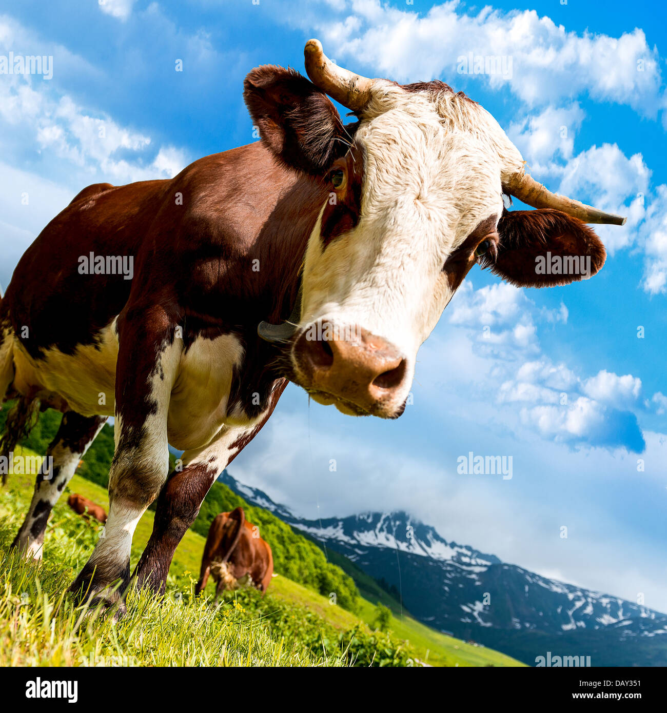 Cow, farm animal in the french alps, Abondance race cow, savy, beaufort ...