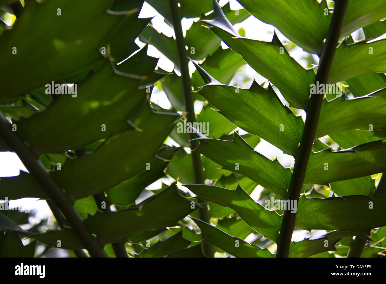 green leaf light reflection in close up Stock Photo - Alamy