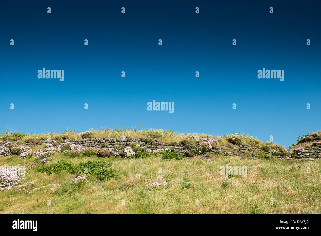Summer Cornish Cliff Greenery, wild grasses and flowers against a ...